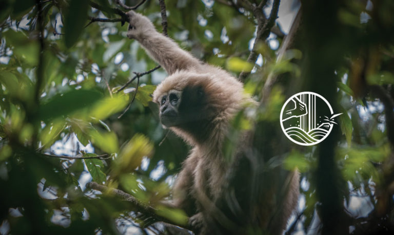 Song of the Skywalker: The endangered gibbons of Yunnan – The China Project